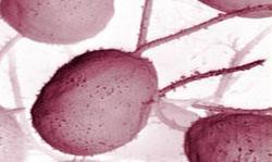 Master’s Degree Program • Studying Bioinformatics • Department of ...