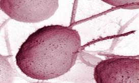 Master’s Degree Program • Studying Bioinformatics • Department of ...